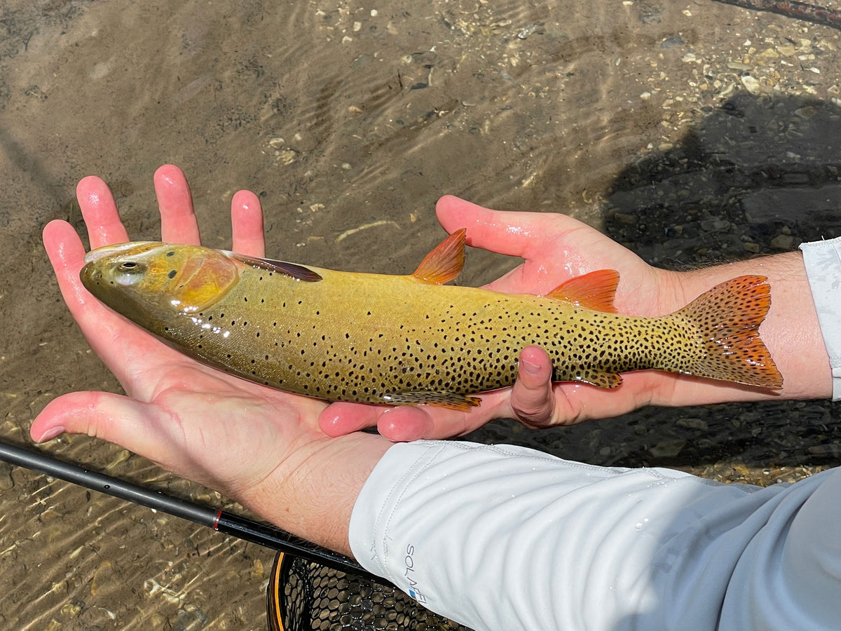 Angles For Capturing Richer Colors In Trout Photos — DRAGONtail Tenkara
