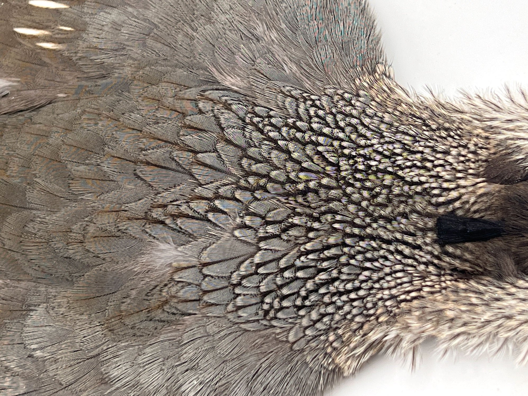 Perdix Premium California Valley Quail Skin — DRAGONtail Tenkara