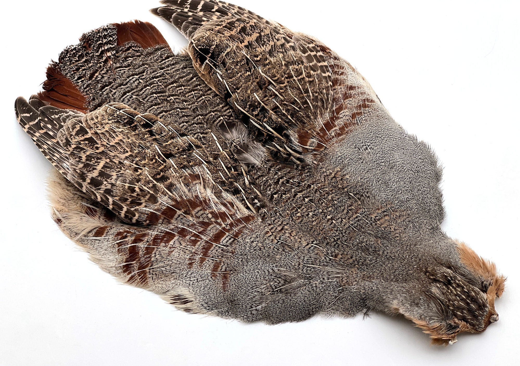 Perdix Premium Grade AA Hungarian Partridge Skin Natural — DRAGONtail ...